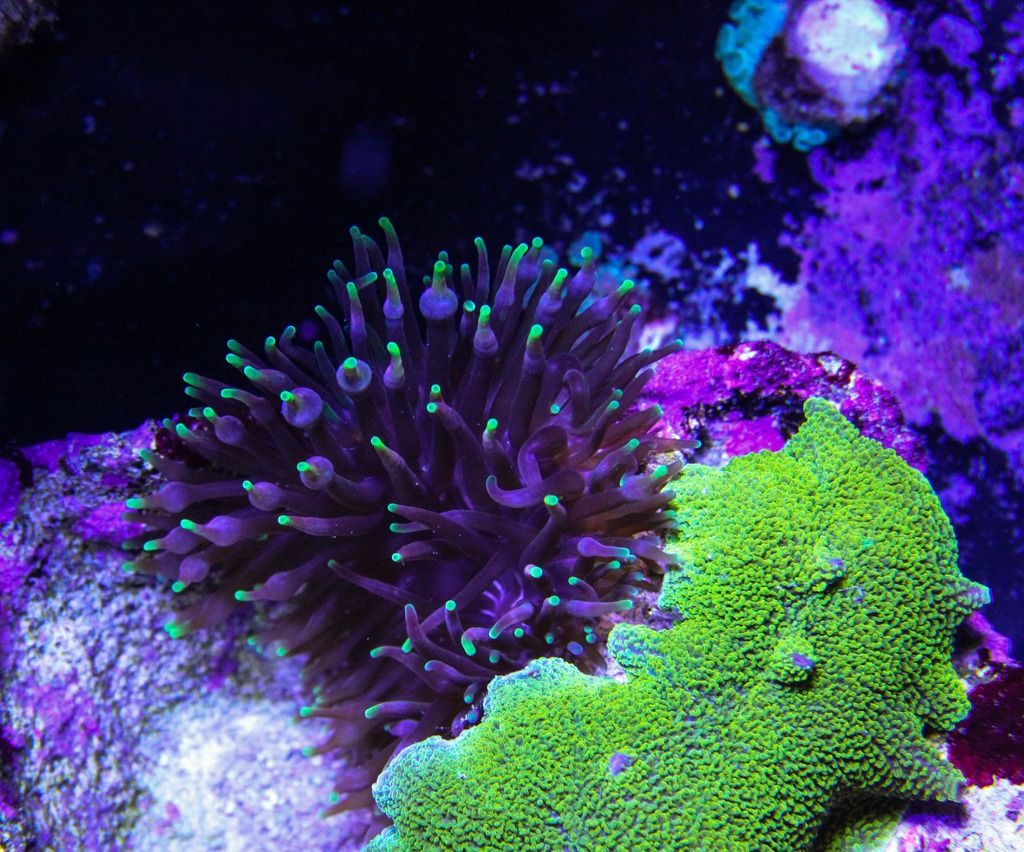 Purple bubble tips anemone | Reef2Reef